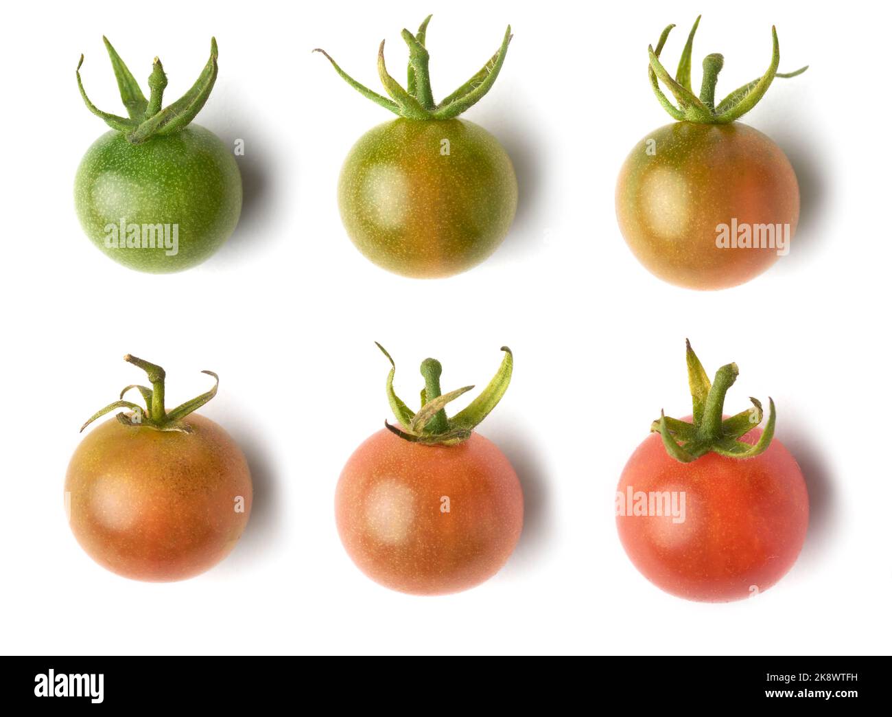 cherry tomatoes, unripe to ripe berries, isolated on white background ...