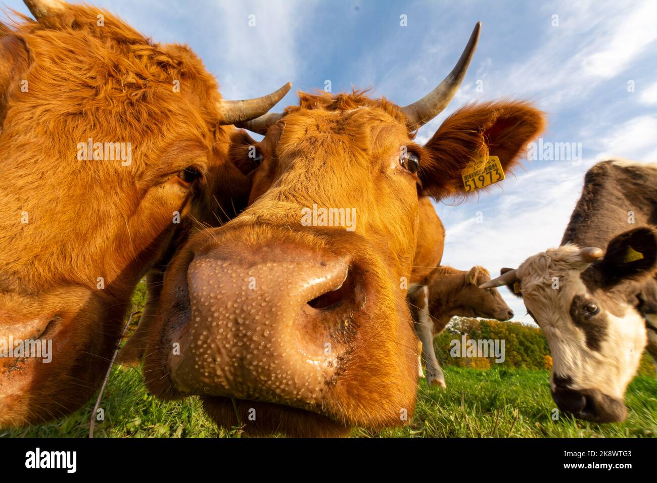 funny cute cow on a farm looking curious in camera Stock Photo - Alamy