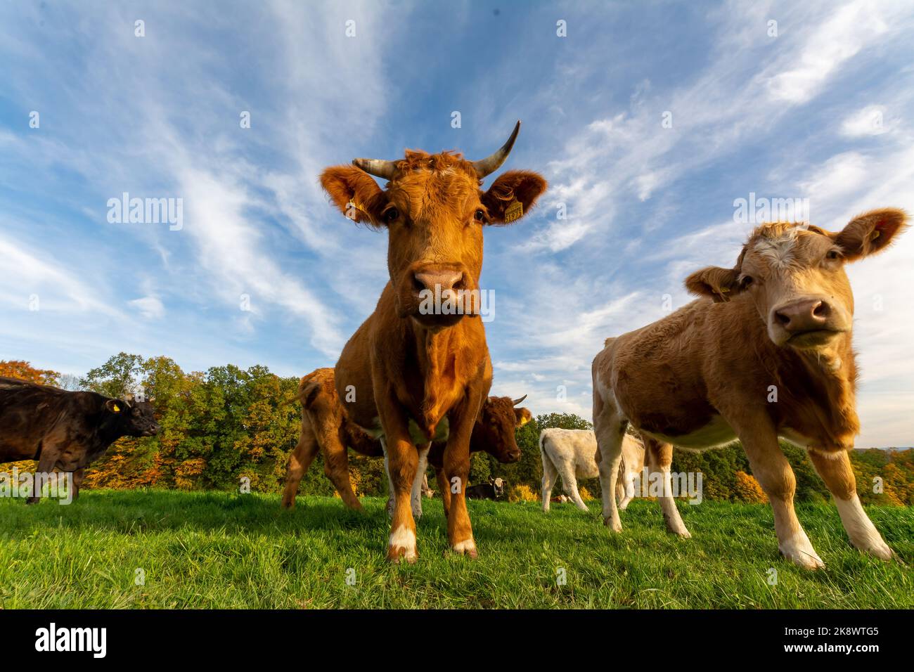 funny cute cow on a farm looking curious in camera Stock Photo - Alamy