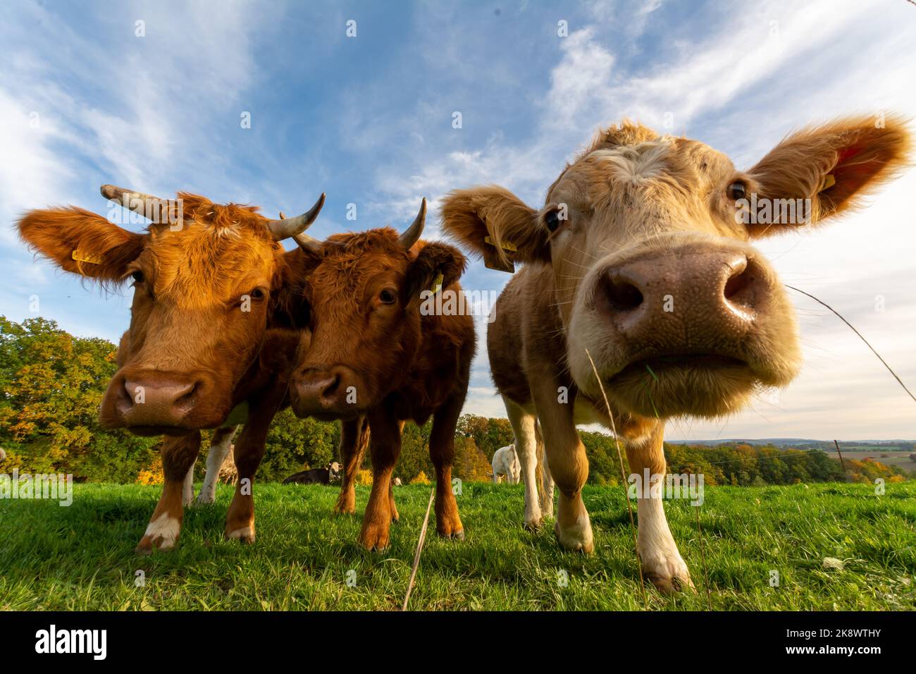 funny cute cow on a farm looking curious in camera Stock Photo - Alamy