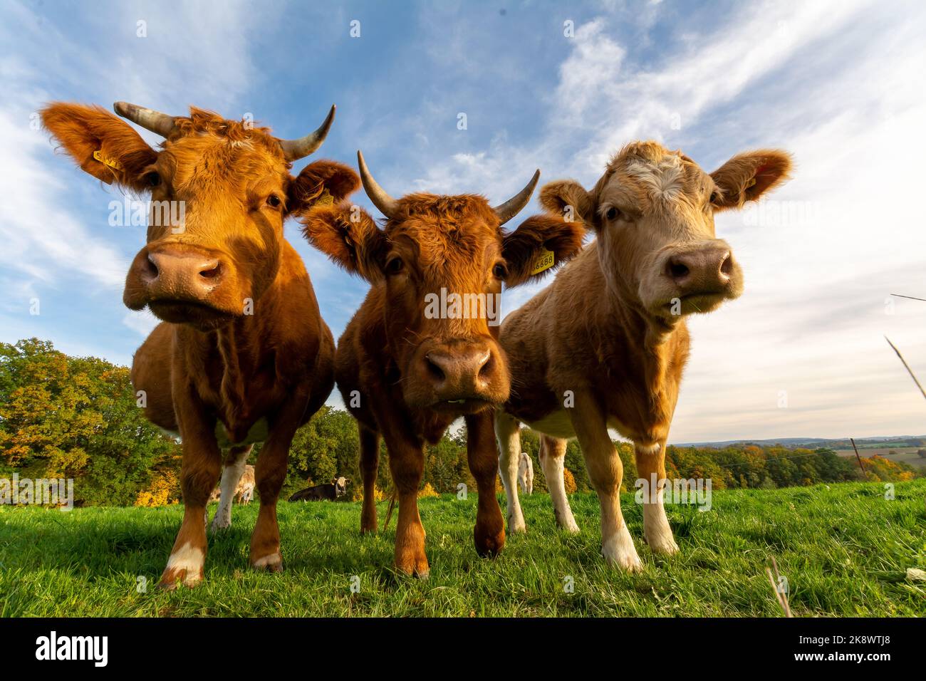 funny cute cow on a farm looking curious in camera Stock Photo - Alamy