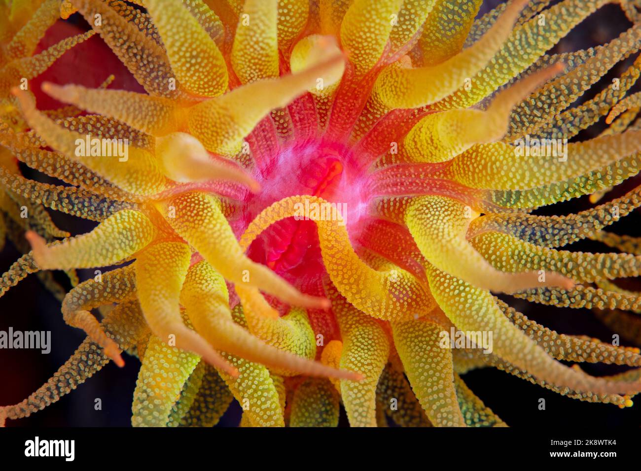 A colorful coral polyp, Tubastrea faulkneri, grows in a colony on a ...