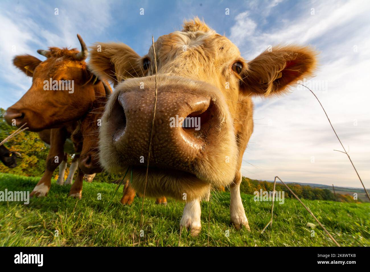 funny cute cow on a farm looking curious in camera Stock Photo - Alamy