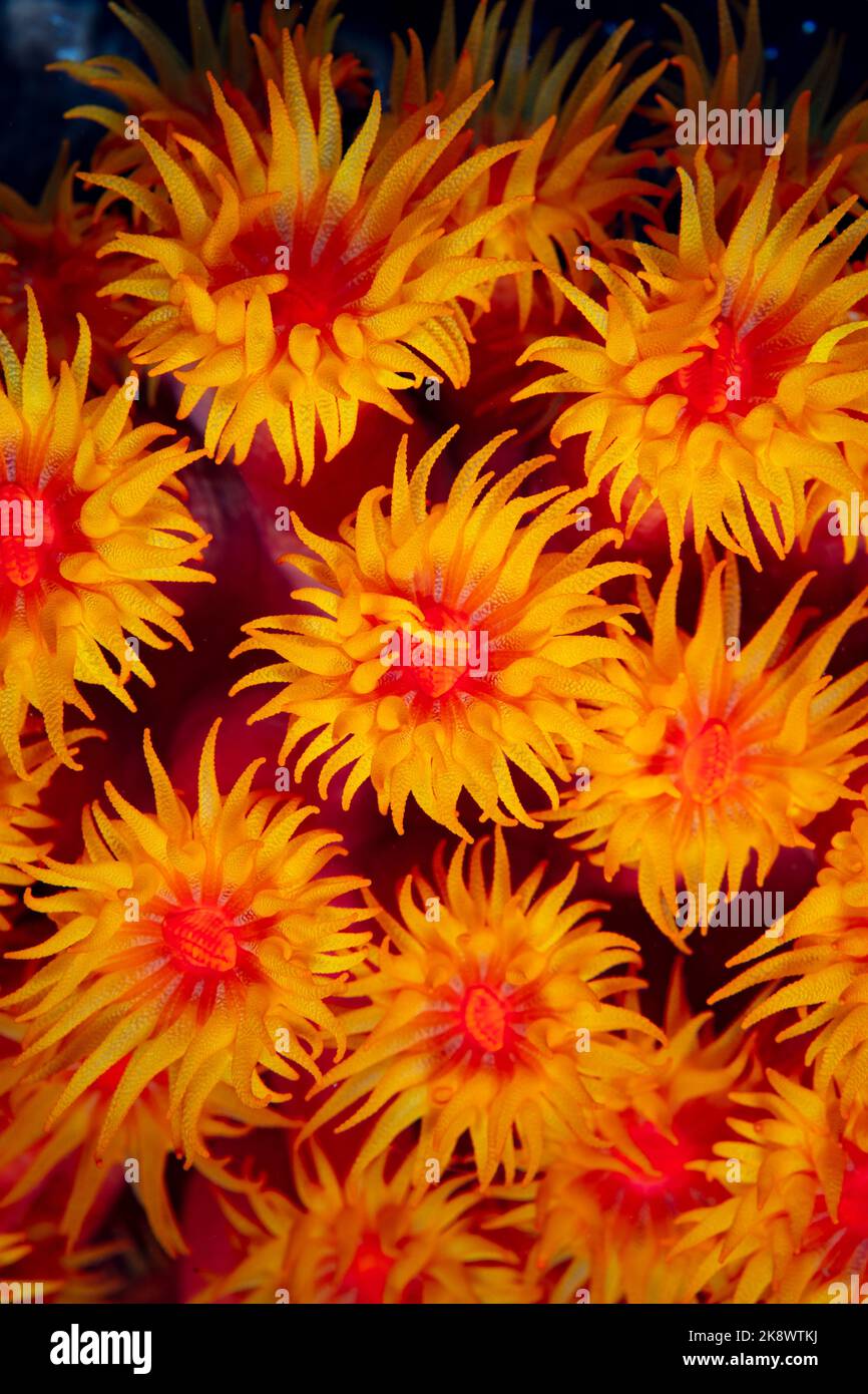 Colorful coral polyps, Tubastrea faulkneri, grow on a reef in Indonesia ...