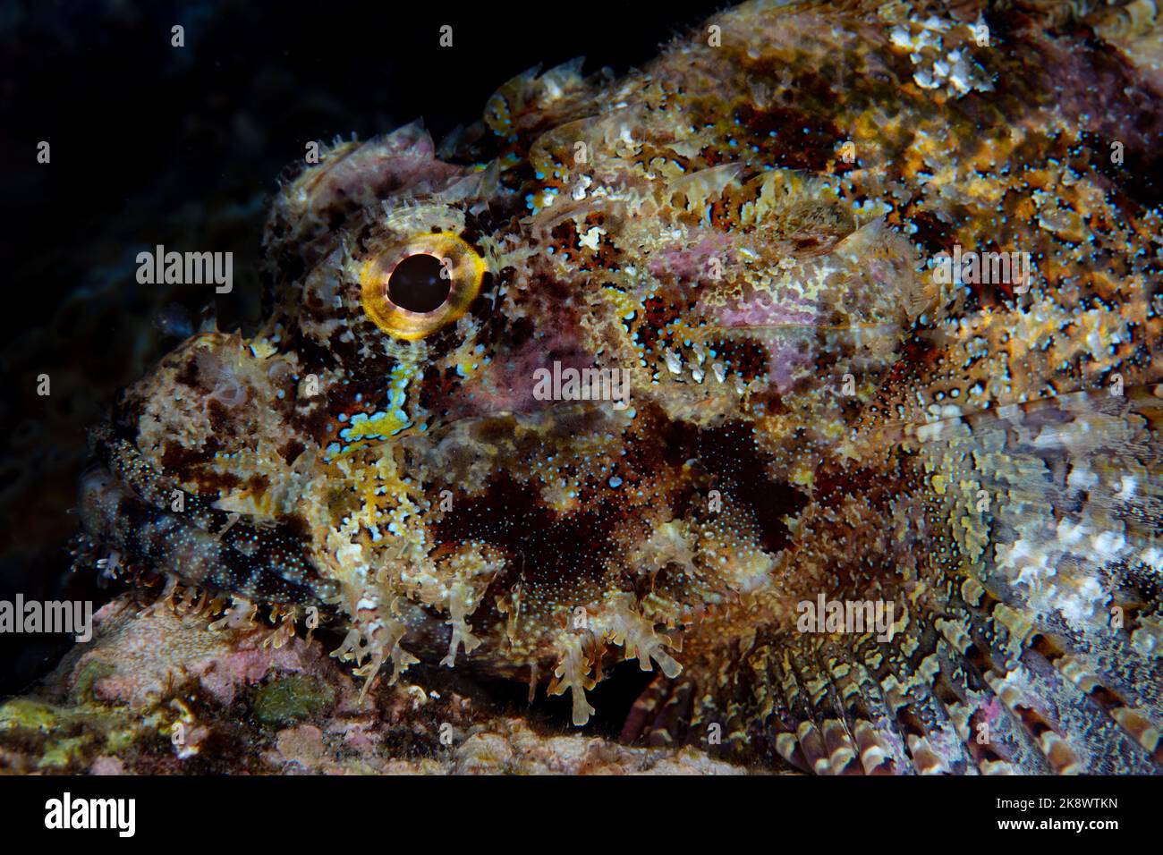 Detail of the face, eye, and camouflaged skin of a scorpionfish ...
