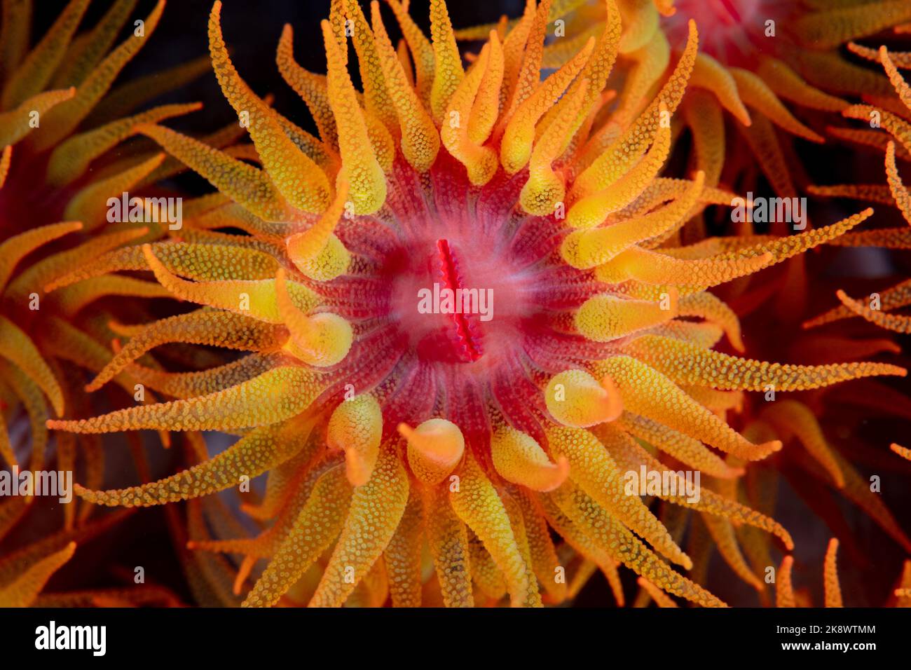 A colorful coral polyp, Tubastrea faulkneri, grows in a colony on a ...
