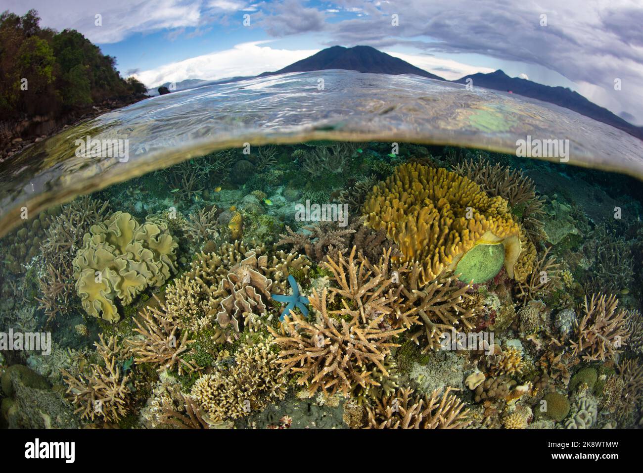 A diverse array of corals compete for space on a shallow, healthy reef ...