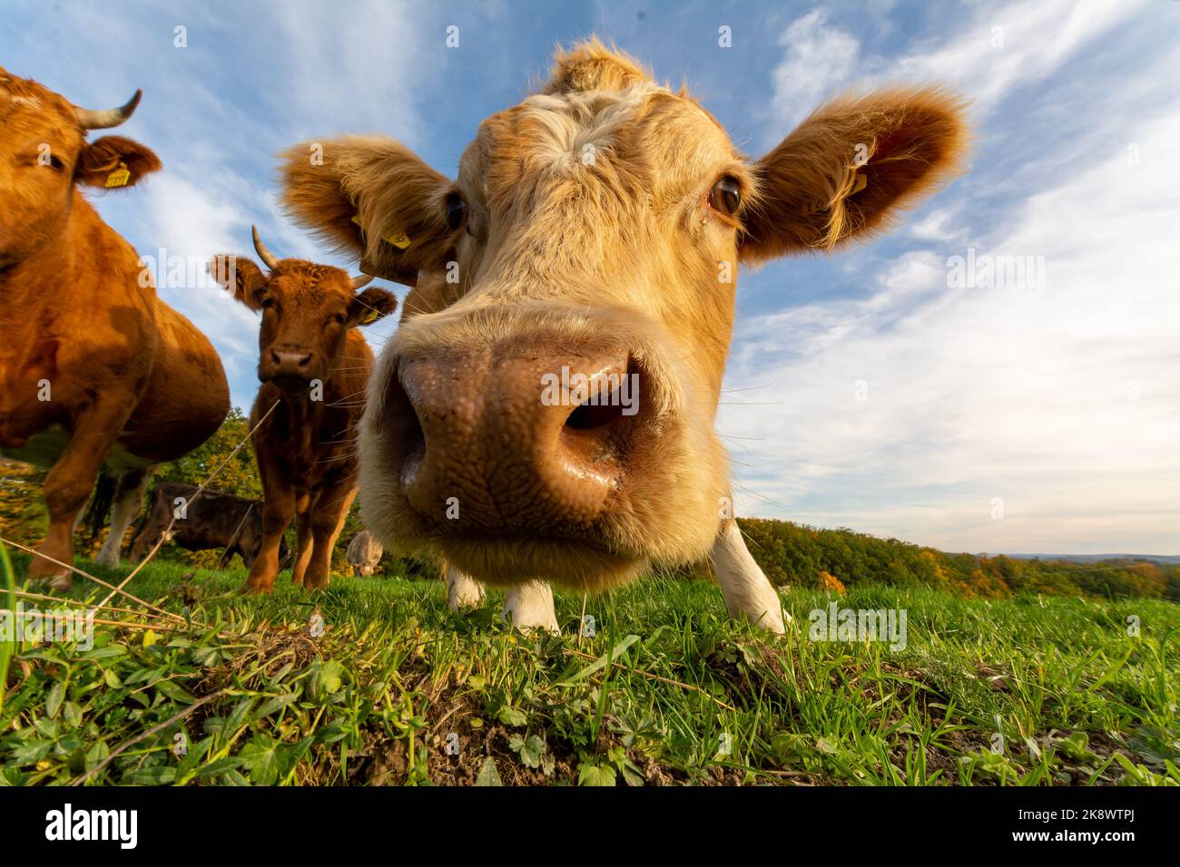 funny cute cow on a farm looking curious in camera Stock Photo - Alamy