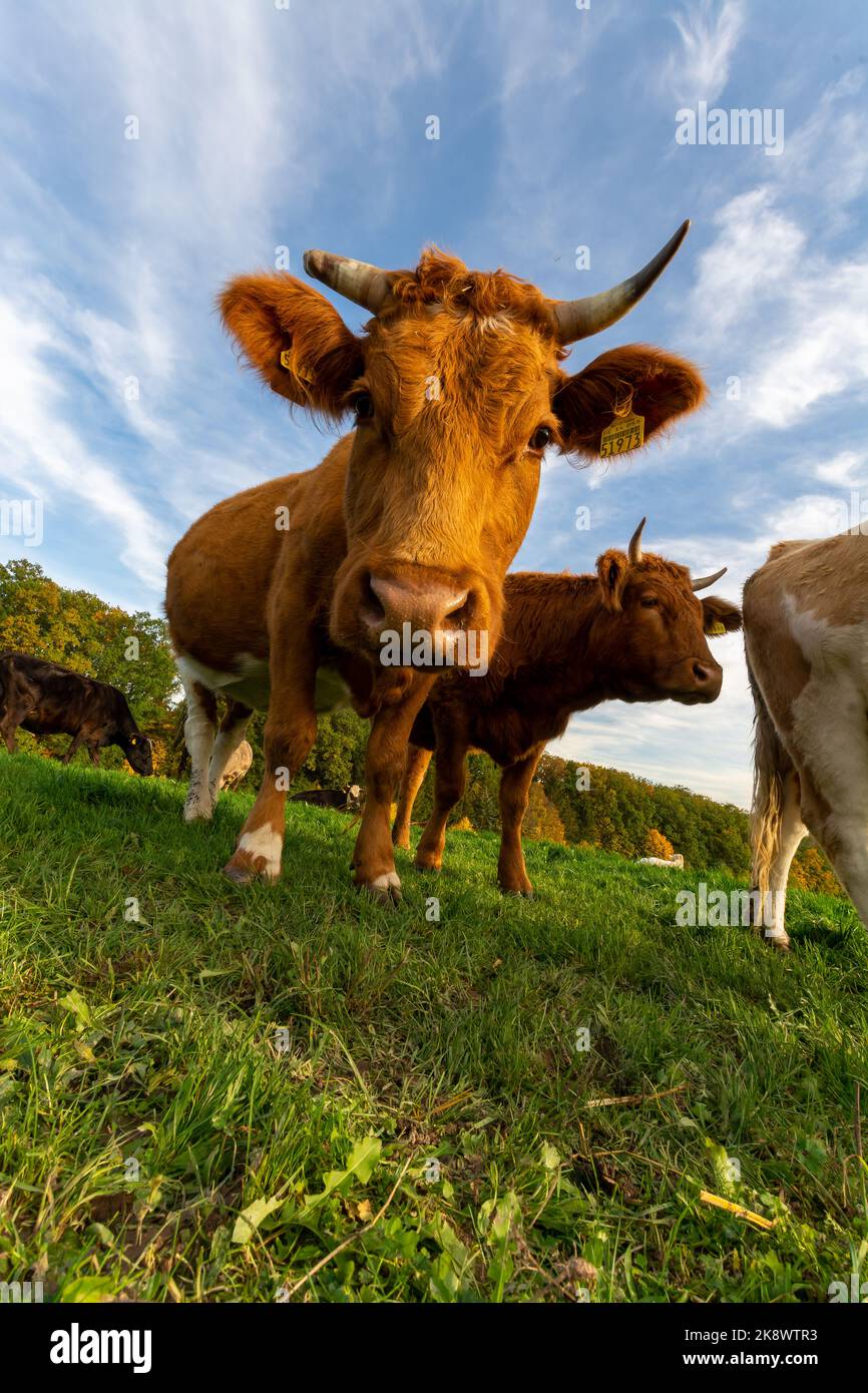 funny cute cow on a farm looking curious in camera Stock Photo - Alamy