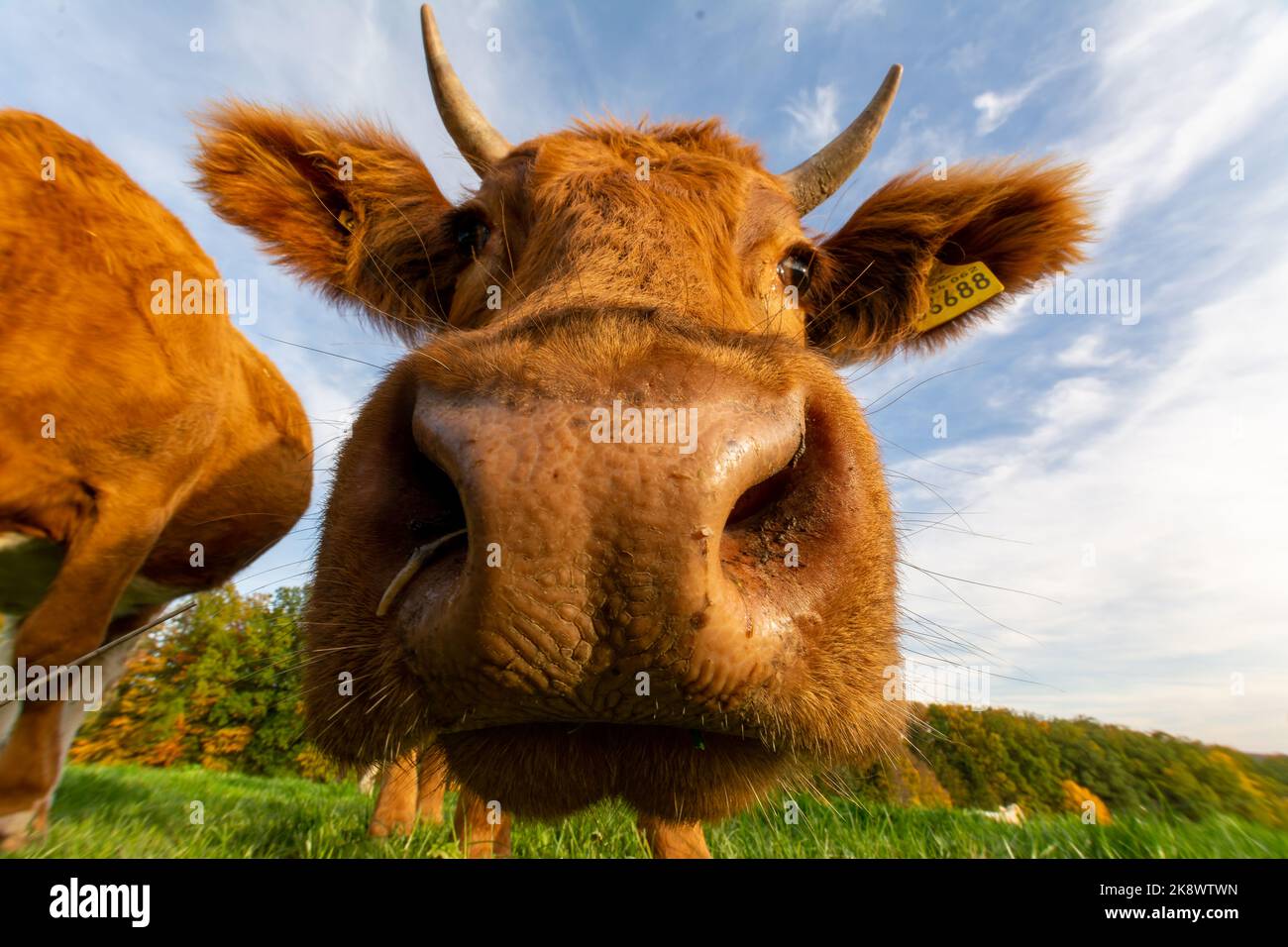 funny cute cow on a farm looking curious in camera Stock Photo - Alamy