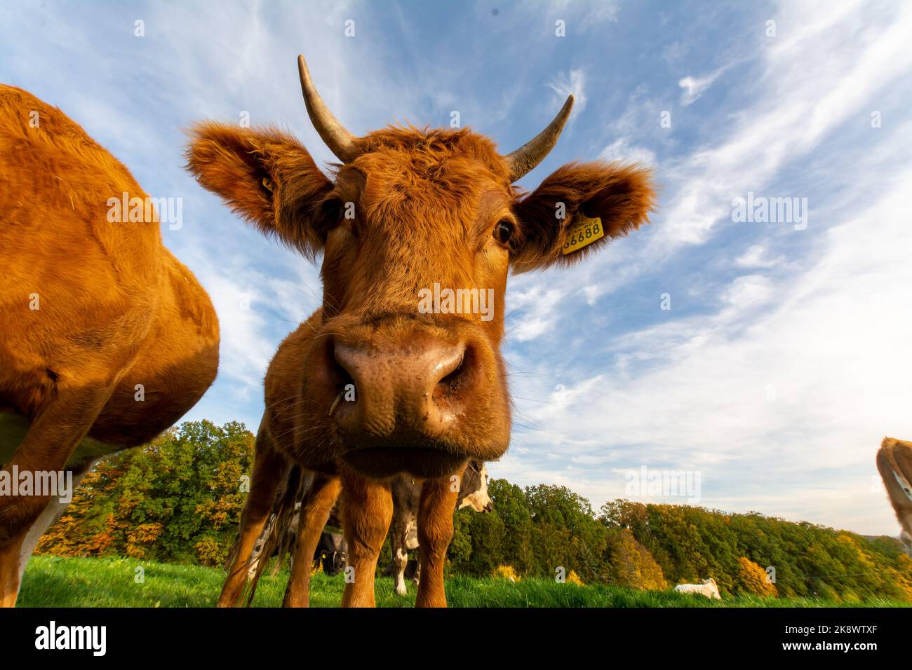 funny cute cow on a farm looking curious in camera Stock Photo - Alamy