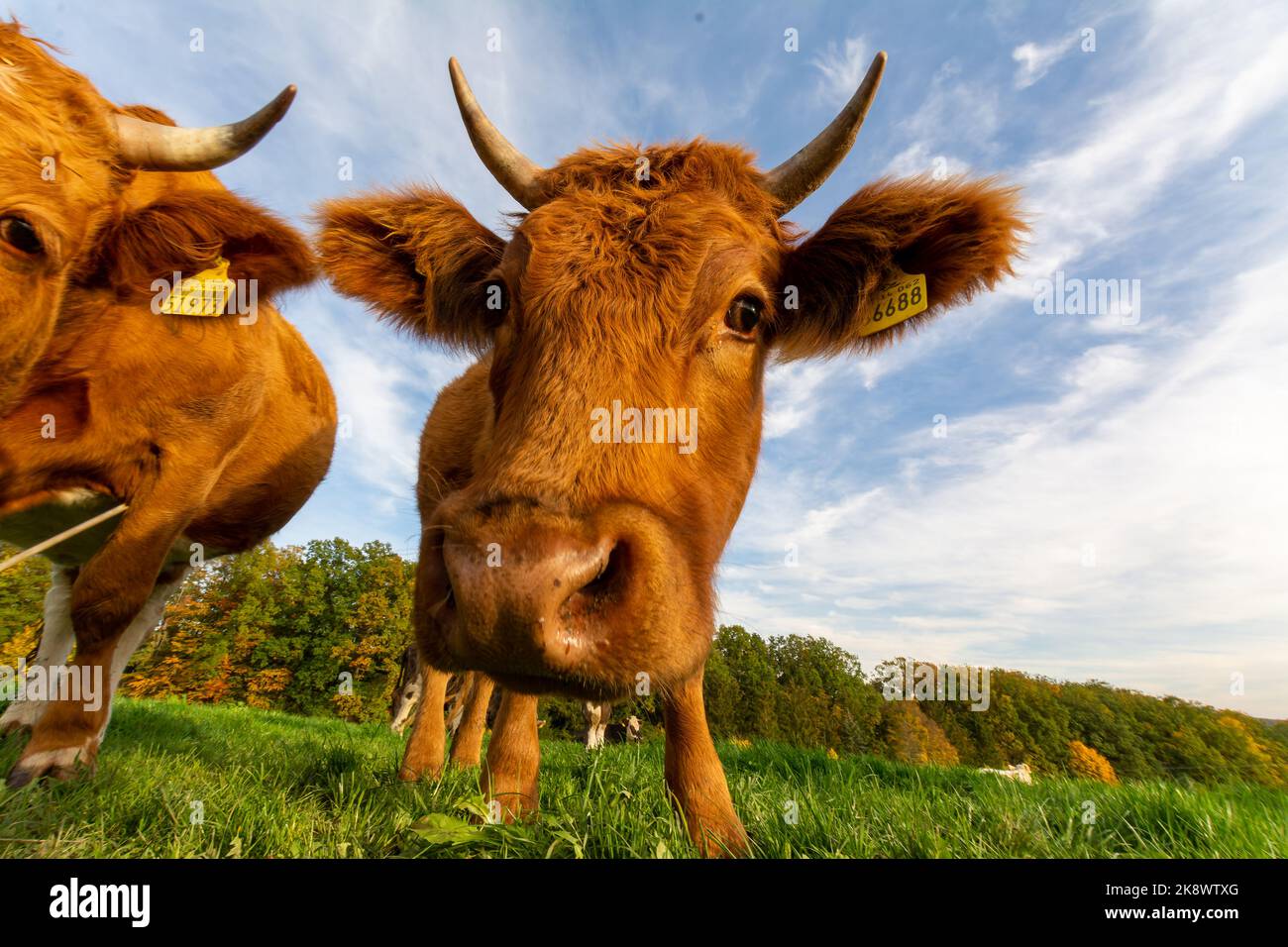 funny cute cow on a farm looking curious in camera Stock Photo - Alamy