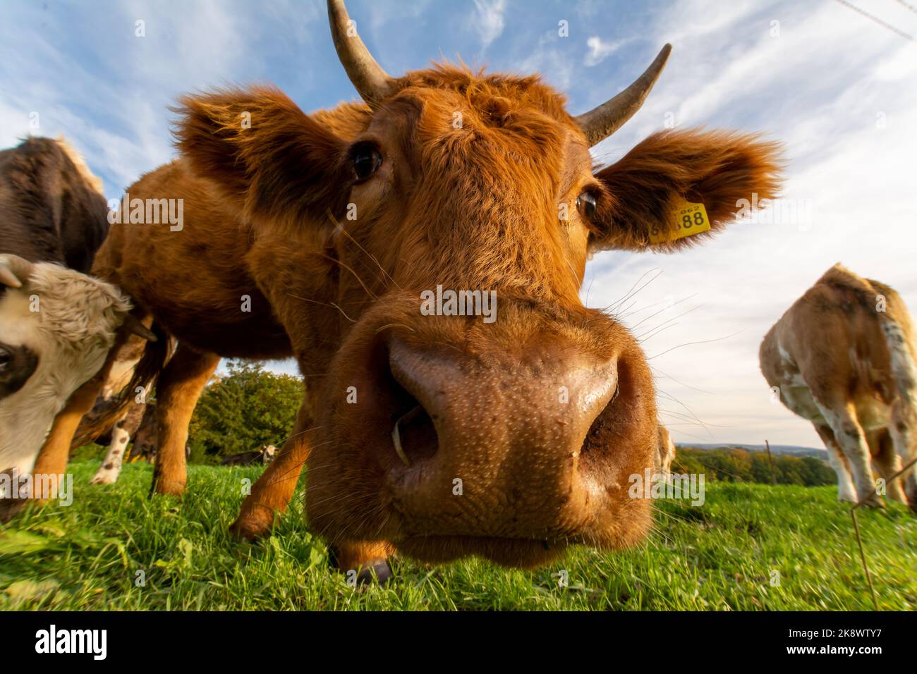 funny cute cow on a farm looking curious in camera Stock Photo - Alamy