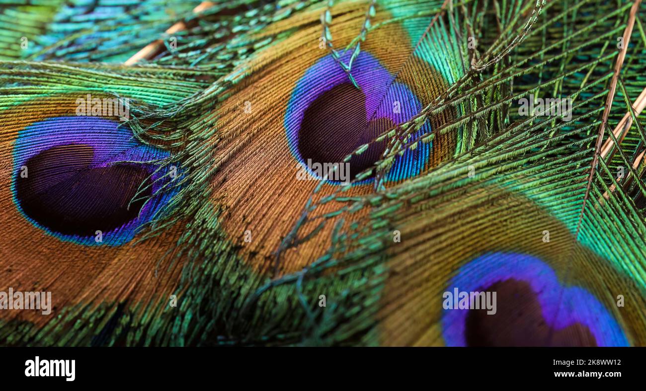 Beautiful and colorful peacock bird feather lines seamless abstract ...