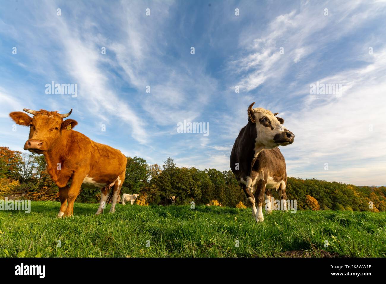 funny cute cow on a farm looking curious in camera Stock Photo - Alamy