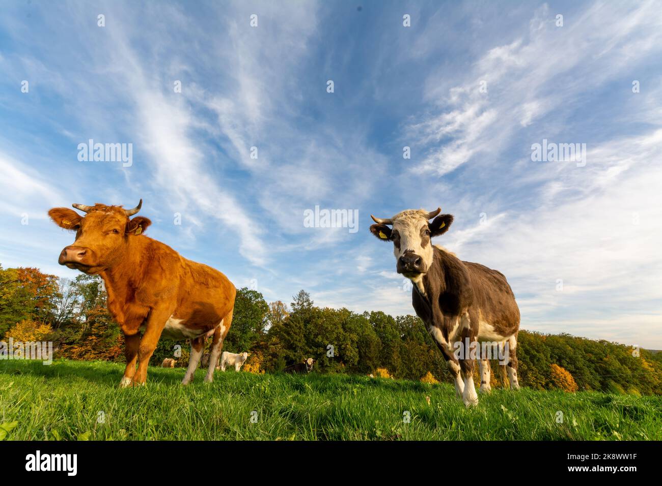 funny cute cow on a farm looking curious in camera Stock Photo - Alamy