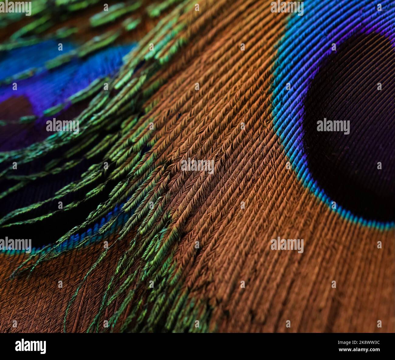 Beautiful and colorful peacock bird feather lines seamless abstract ...