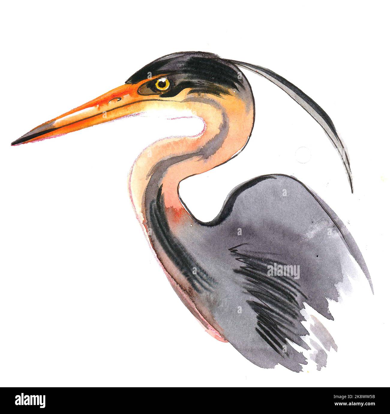 Watercolor heron hi-res stock photography and images - Alamy