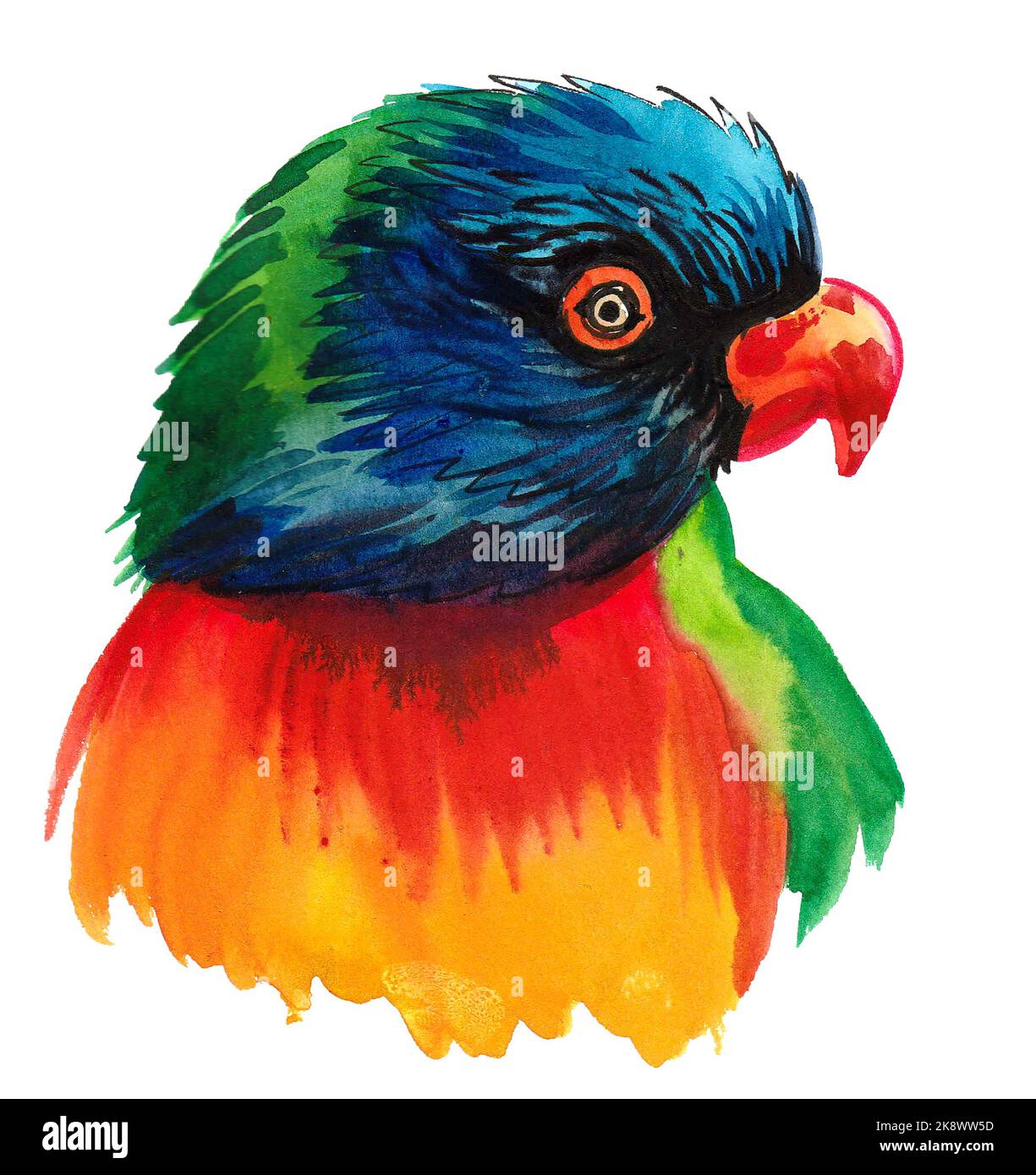 Colorful parrot bird. Ink and watercolor drawing Stock Photo - Alamy