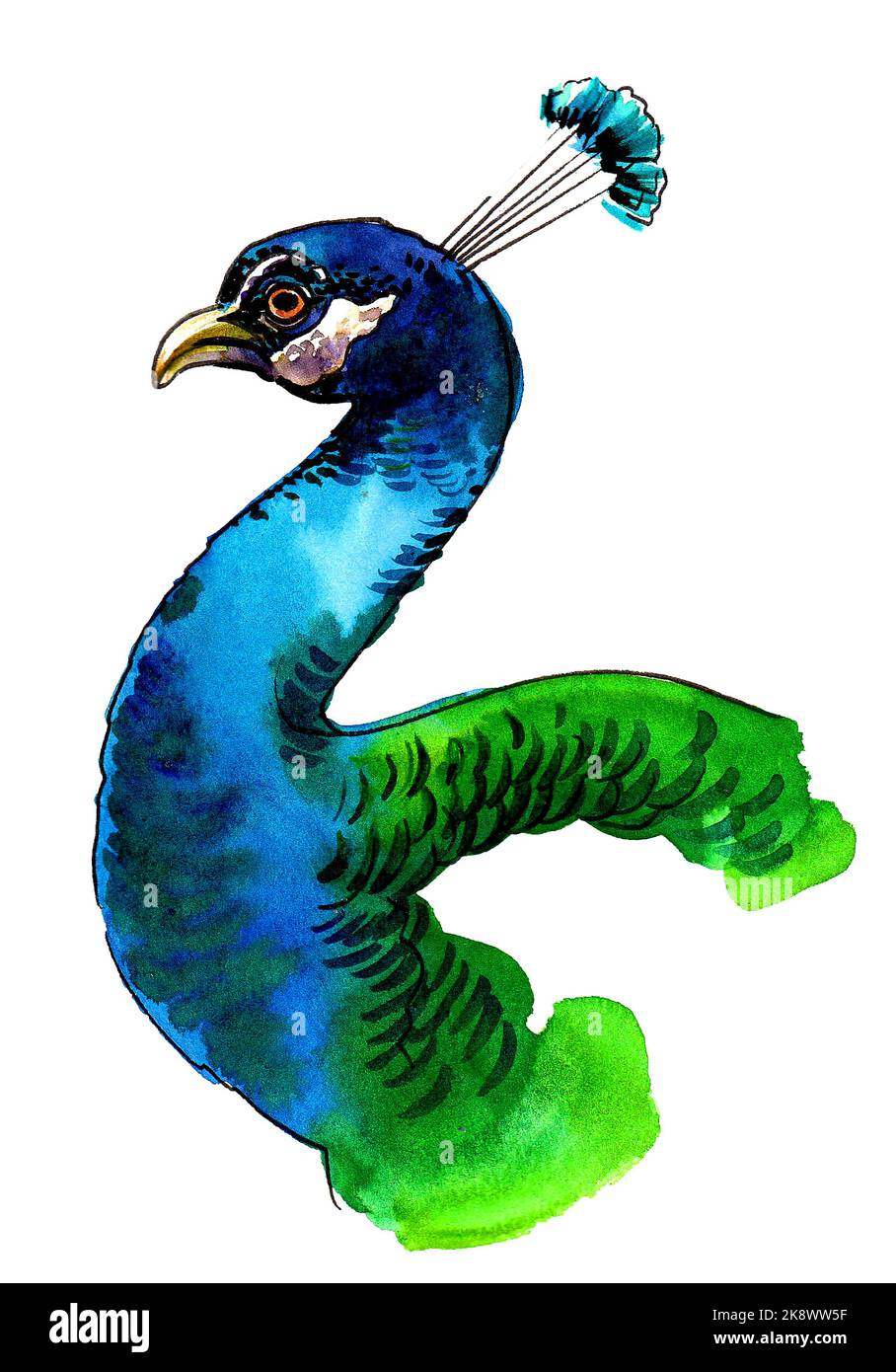 Peacock bird. Ink and watercolor drawing Stock Photo - Alamy