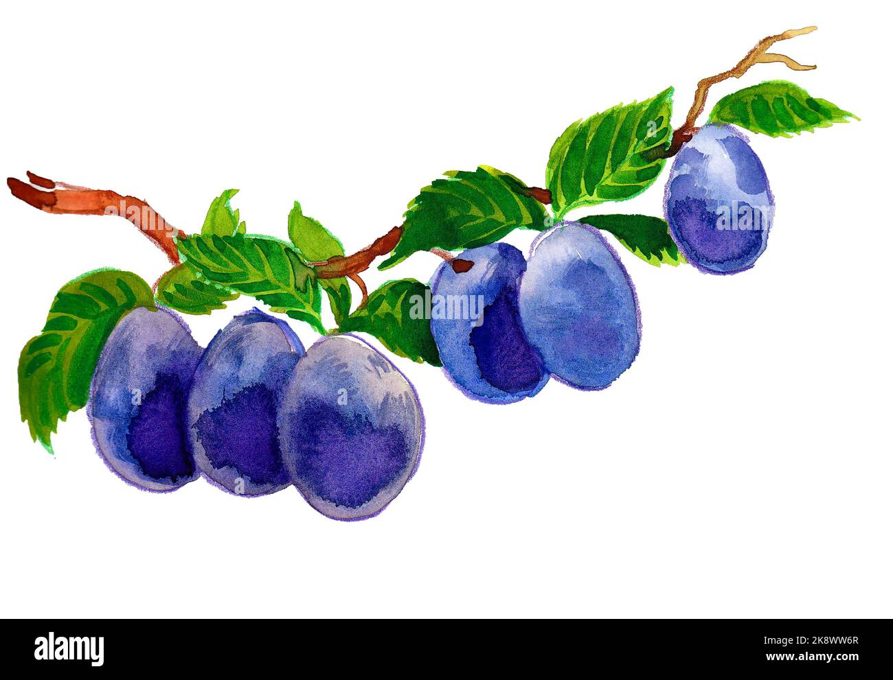 Blue plums on tree branch. Ink and watercolor drawing Stock Photo - Alamy