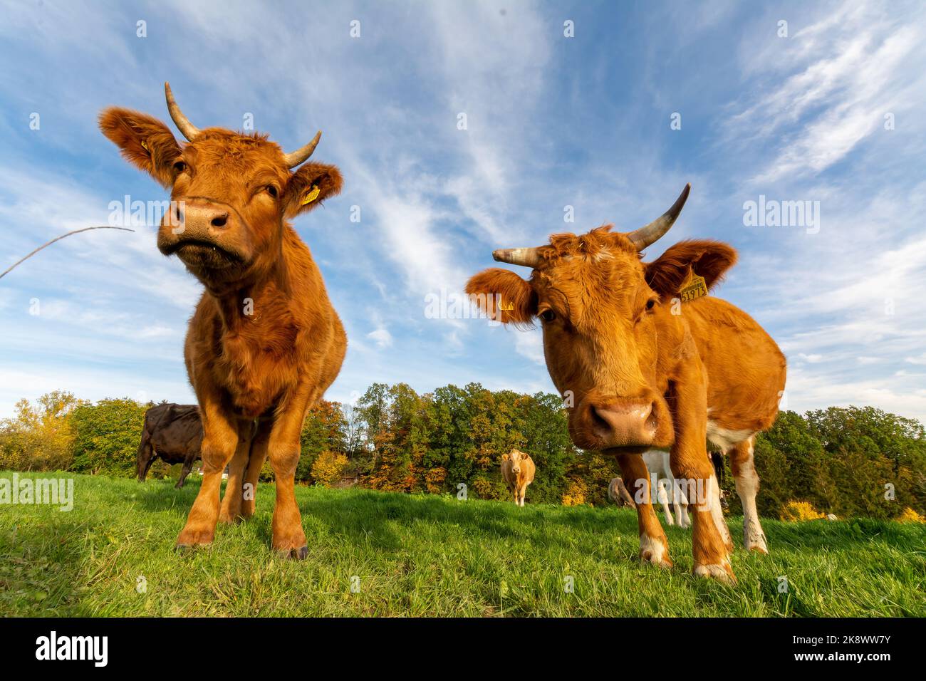 funny cute cow on a farm looking curious in camera Stock Photo - Alamy