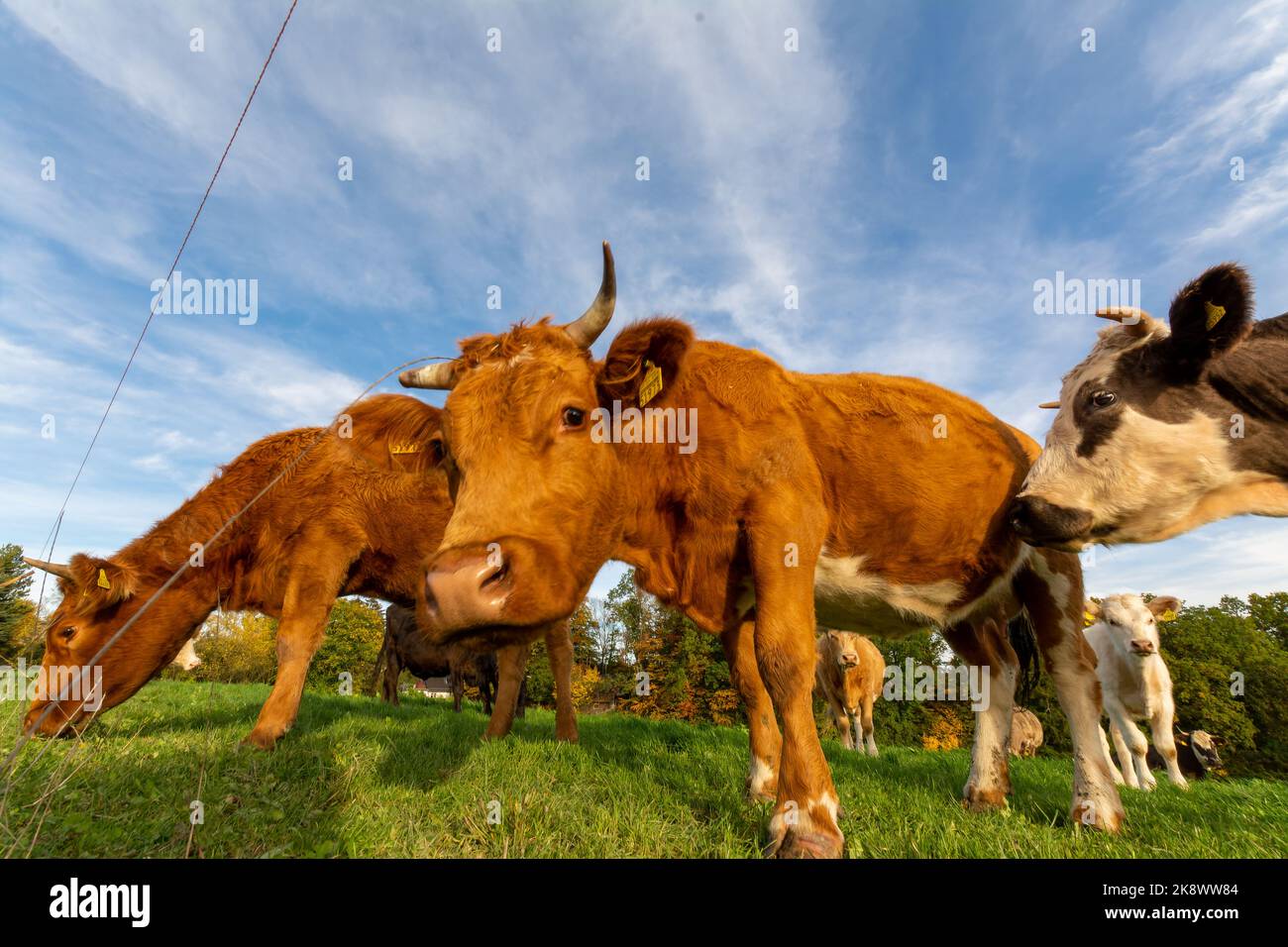 funny cute cow on a farm looking curious in camera Stock Photo - Alamy