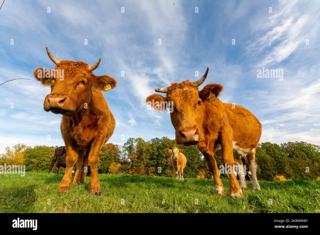 funny cute cow on a farm looking curious in camera Stock Photo - Alamy