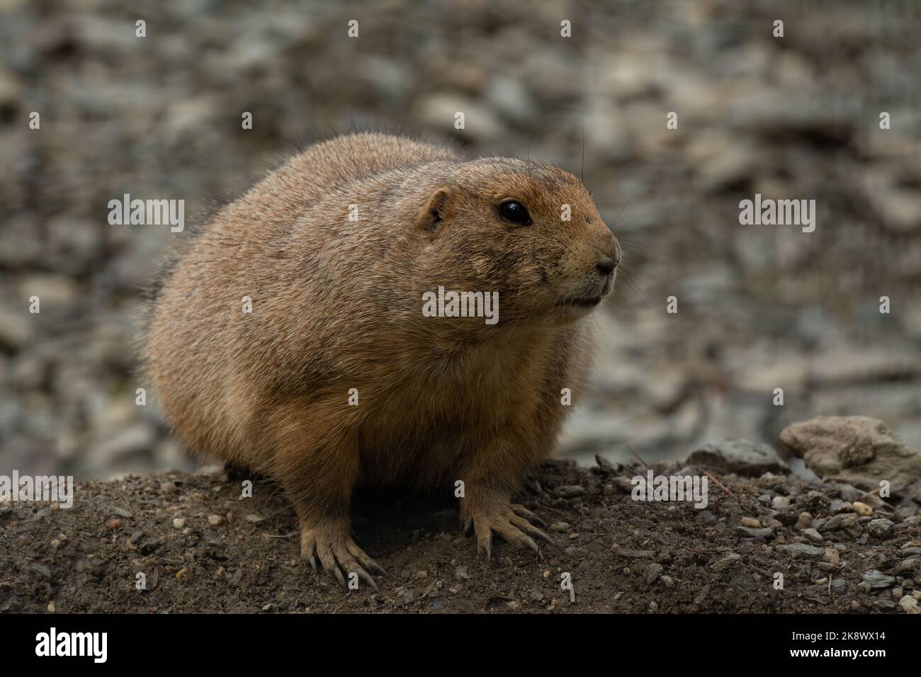 funny cute prairie dog curious watching Stock Photo - Alamy