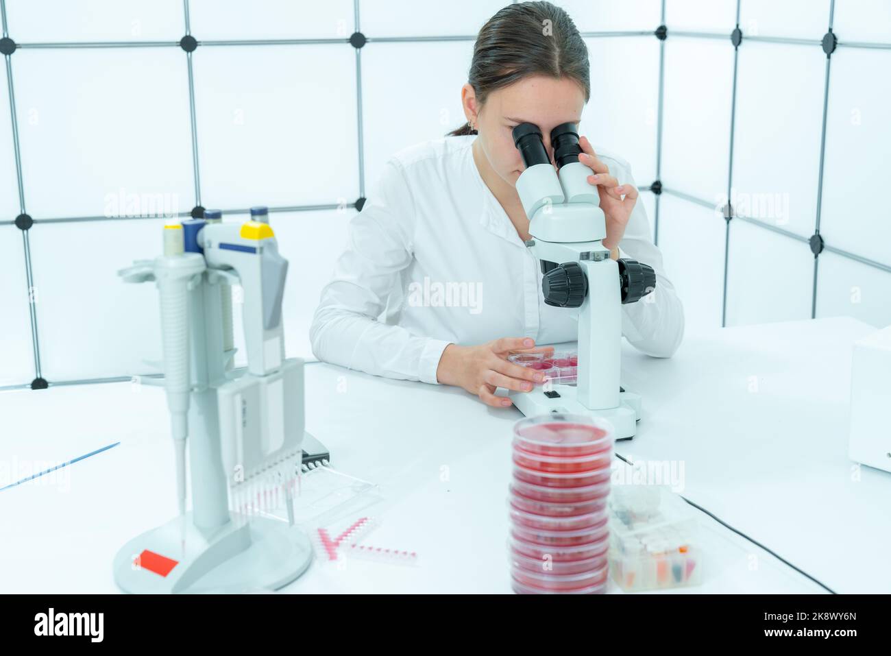 young female laboratory assistant examines genetically modified ...