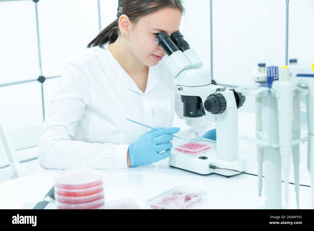 young female student examines samples of genetically modified bacteria ...