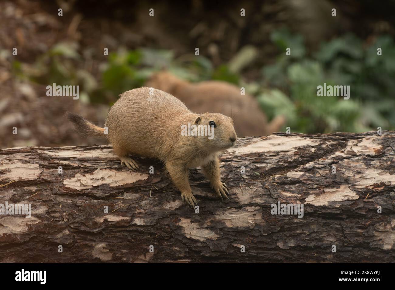 funny cute prairie dog curious watching Stock Photo - Alamy