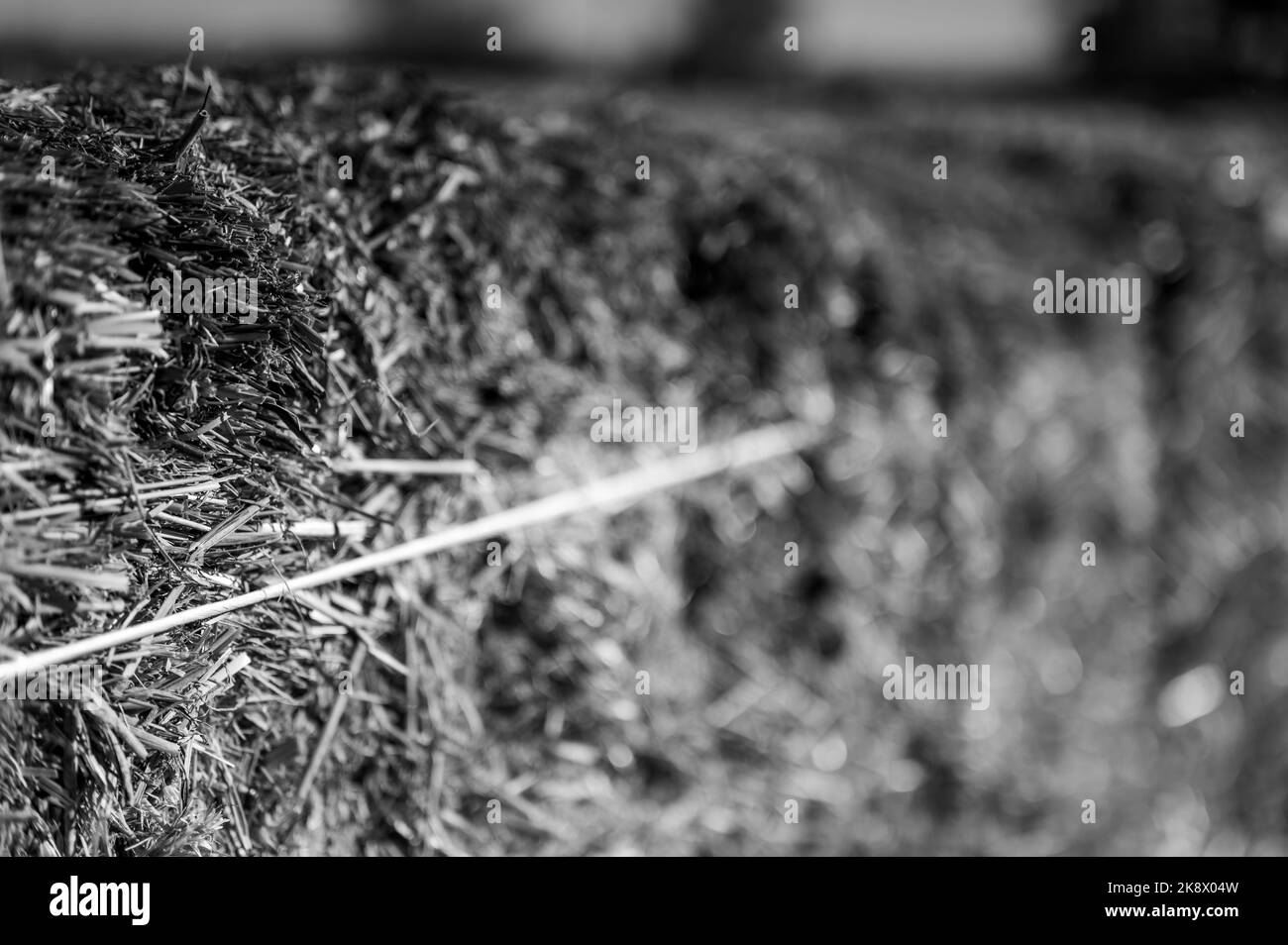 Selective focus on wire tie used on a square straw hay bale Stock Photo ...