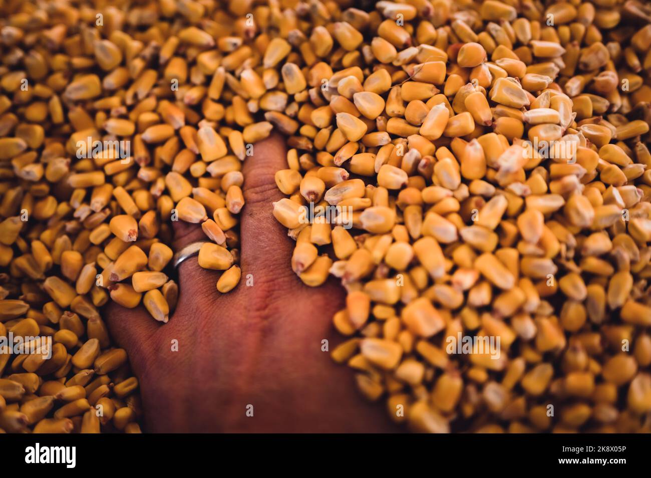 Hand buried and entrapped in the top layer of corn in a grain storage ...