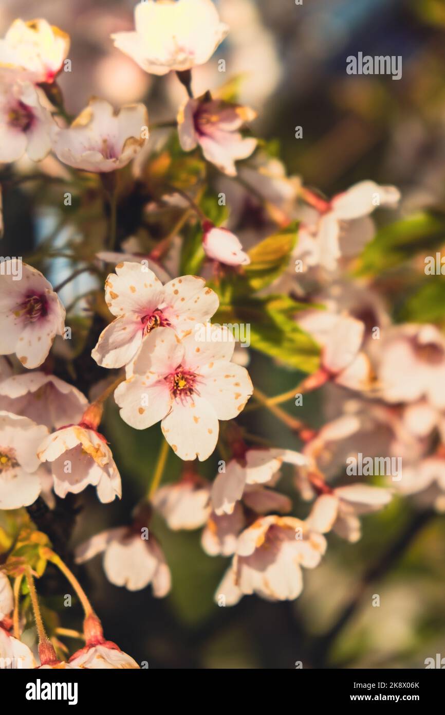 Cherry blossomes concept. Japanese sakura. Hanami. Spring bloom ...