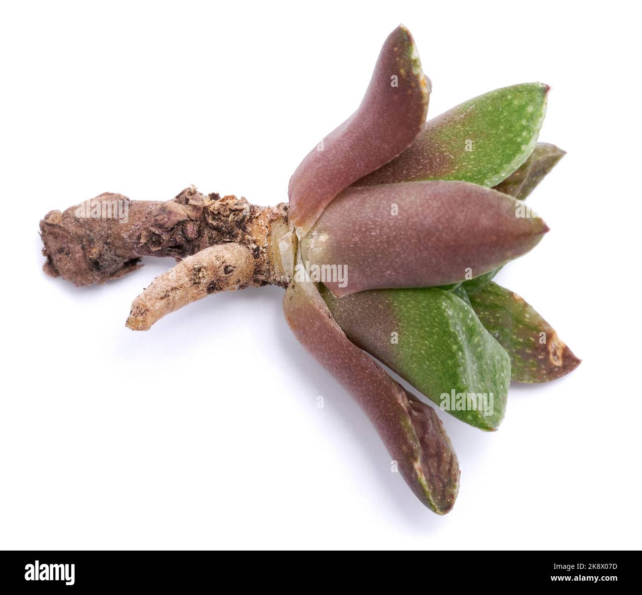 Haworthia Succulent Plant with roots Isolated on White Background Stock ...