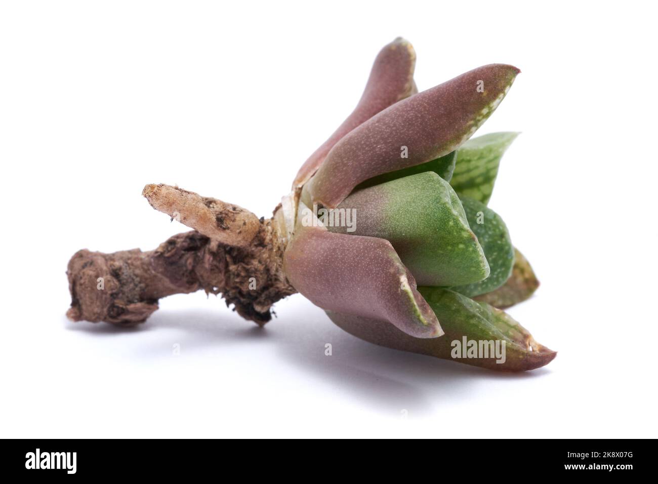 Haworthia Succulent Plant with roots Isolated on White Background Stock ...