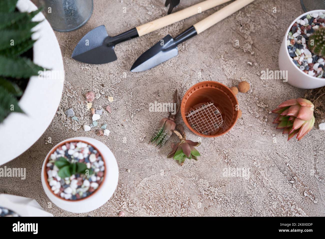 Echeveria Succulent Plant with roots ready for transplanting Stock ...