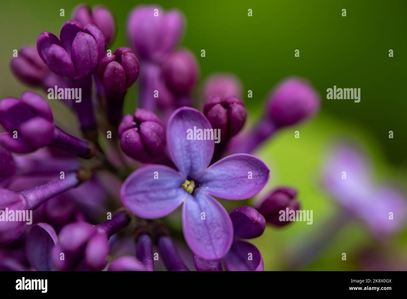 Syringa vulgaris flower growing in meadow, macro Stock Photo - Alamy