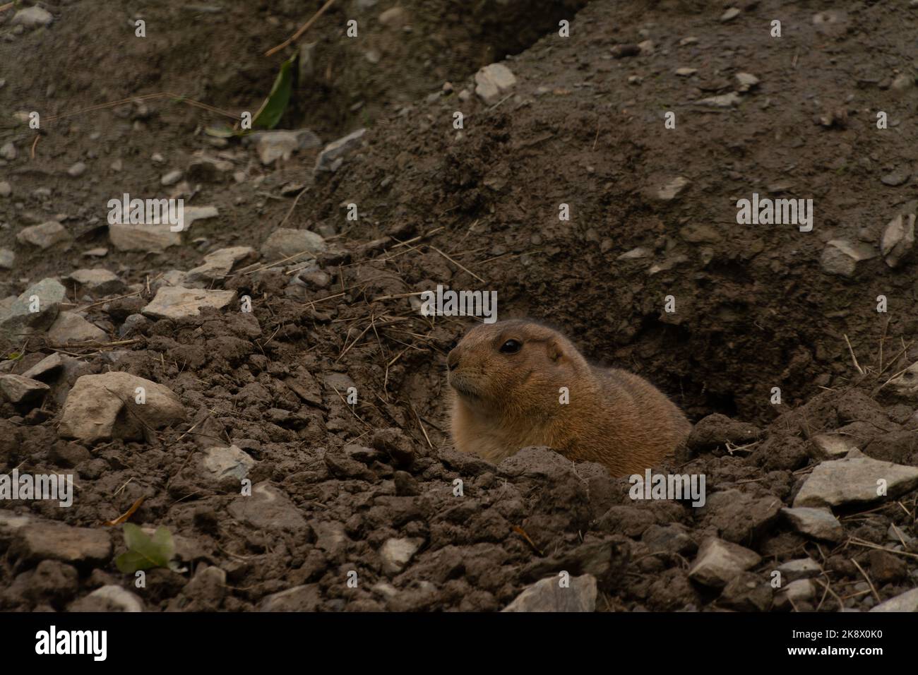 funny cute prairie dog curious watching Stock Photo - Alamy
