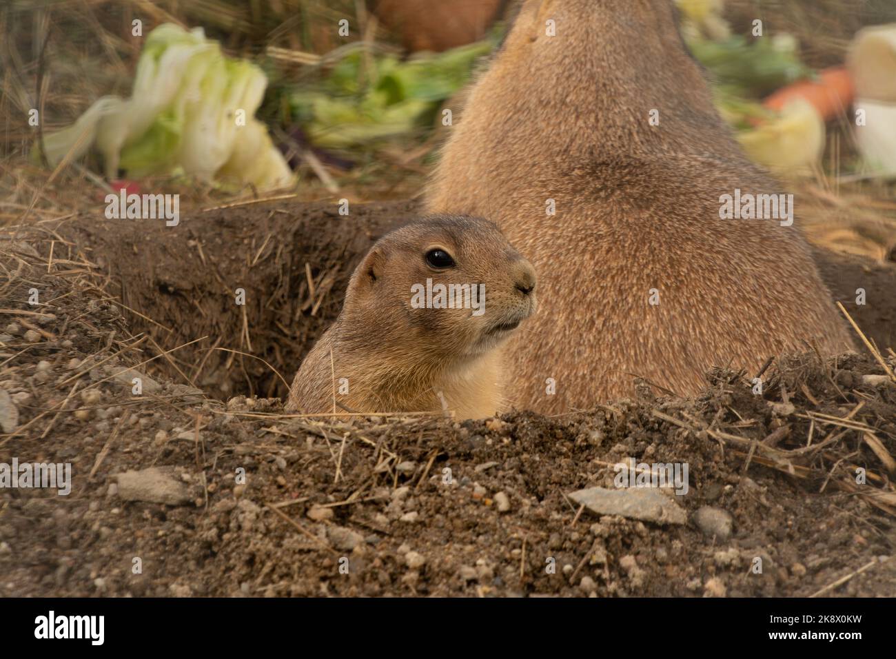 funny cute prairie dog curious watching Stock Photo - Alamy