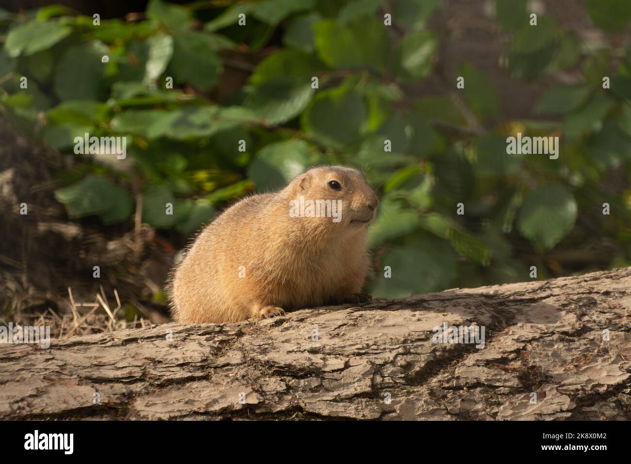 funny cute prairie dog curious watching Stock Photo - Alamy