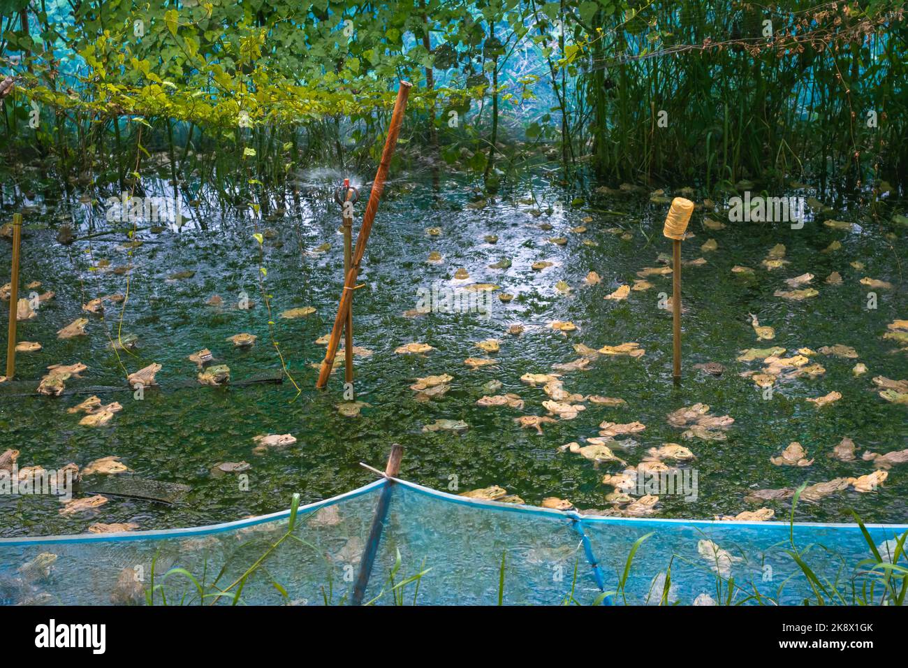 Frogs farm for agriculture at house. Cultivation of frogs with water ...