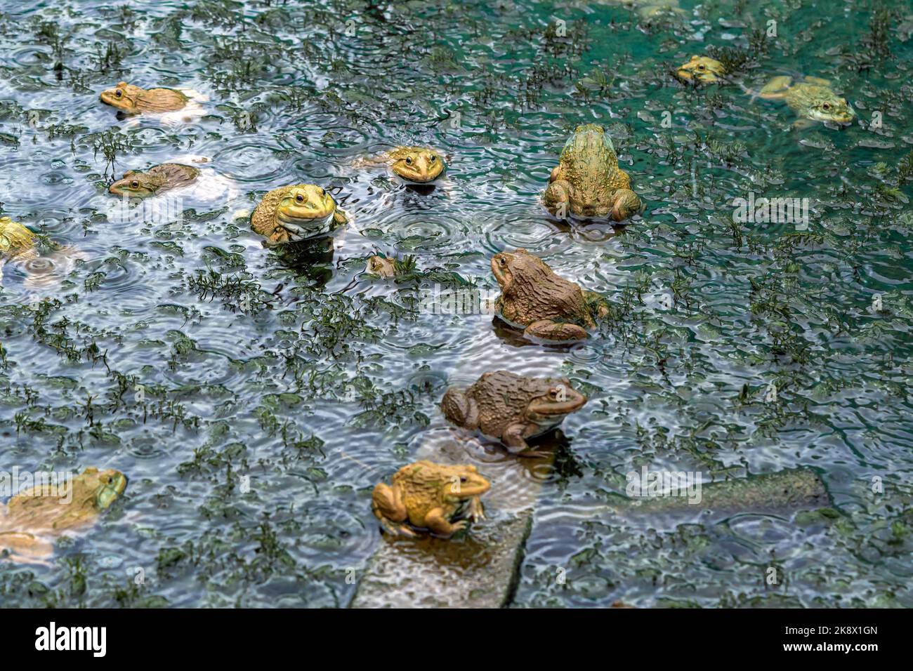 Frogs farm for agriculture at house. Cultivation of frogs with water ...
