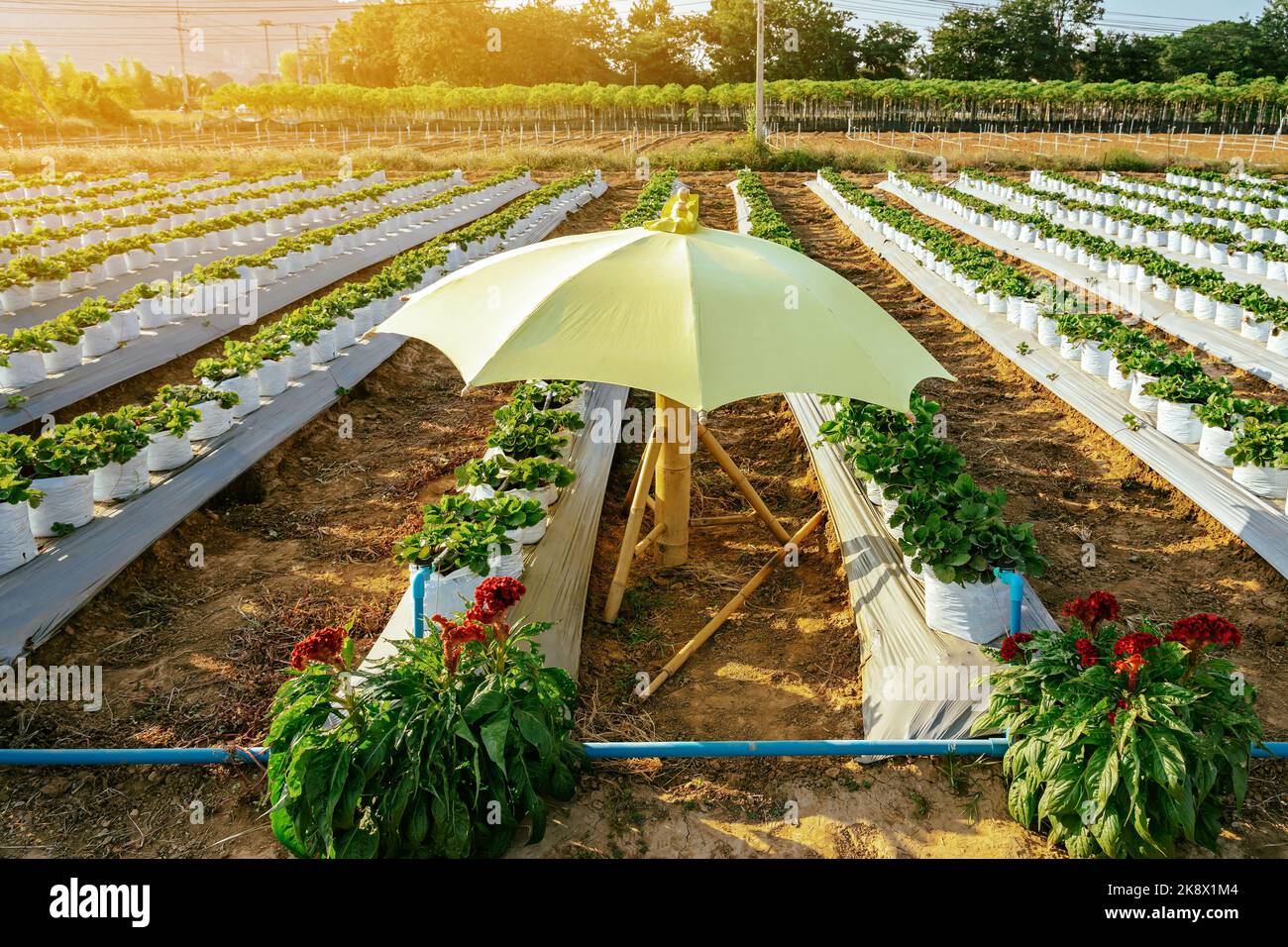 Valves drip irrigation system in organic strawberry farm. Watering ...