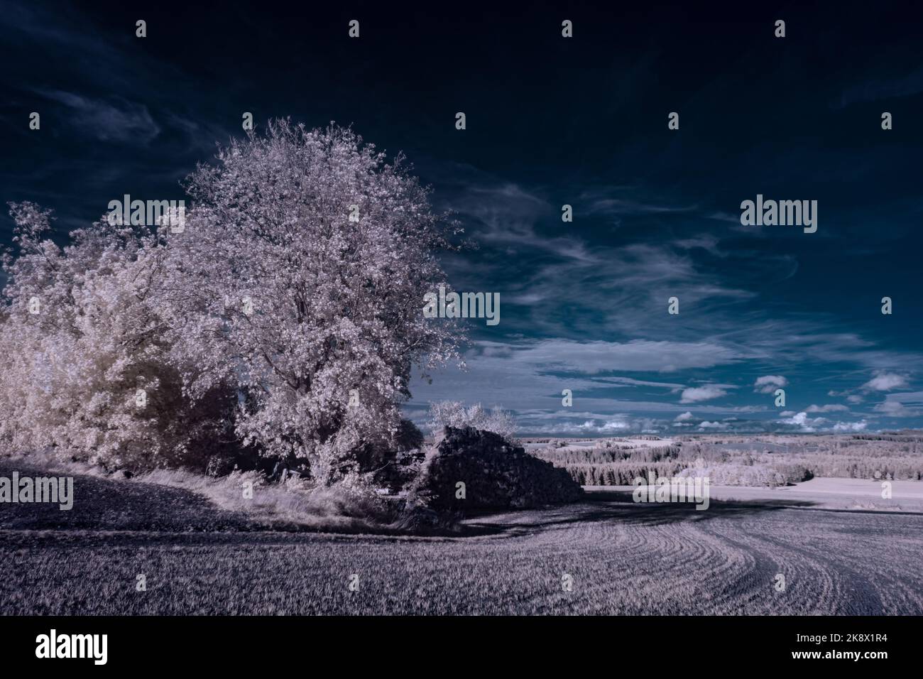 Infrared 720nm landscape with glowing white vegetation, surreal ...