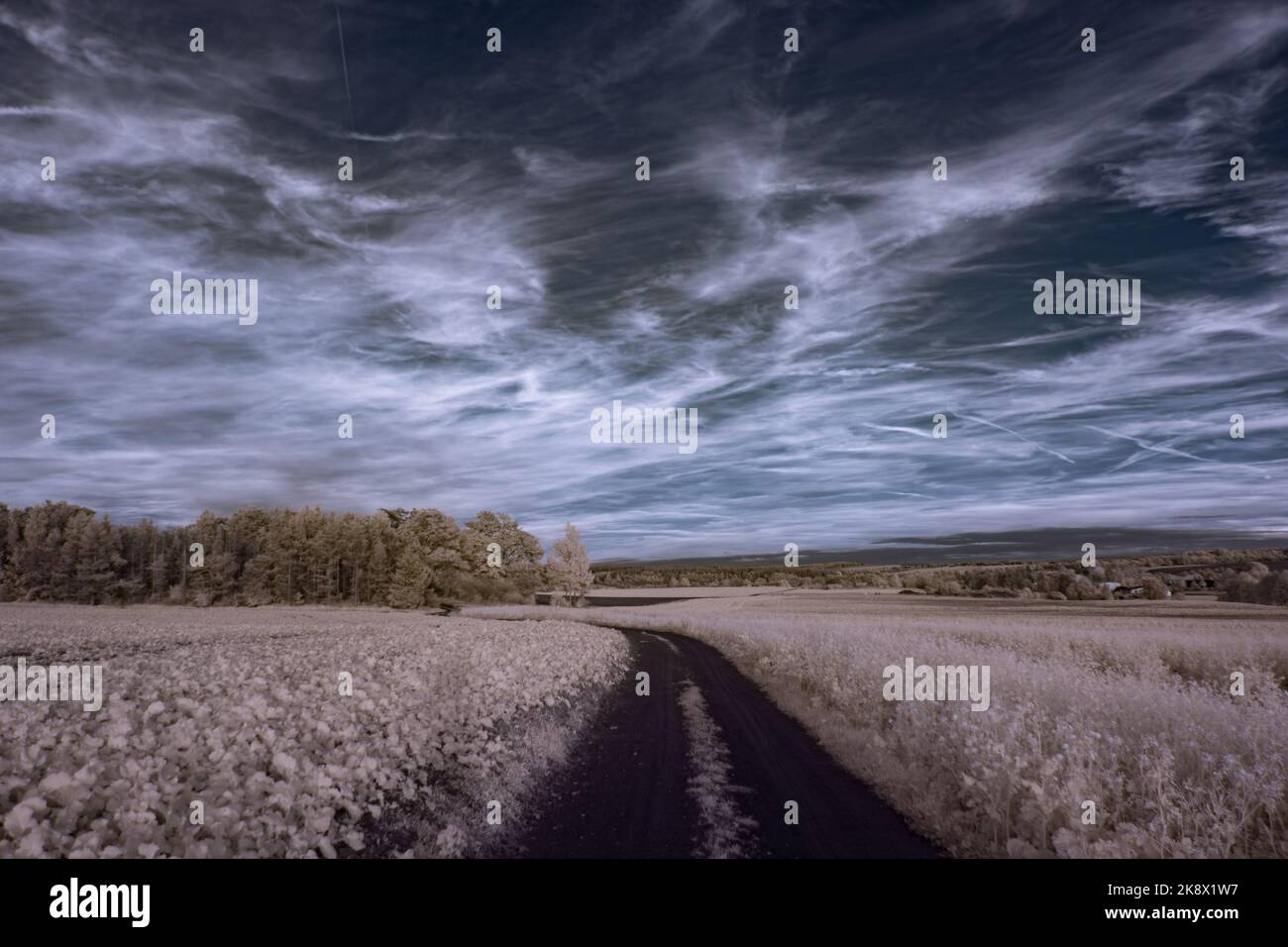 Infrared 720nm landscape with glowing white vegetation, surreal ...