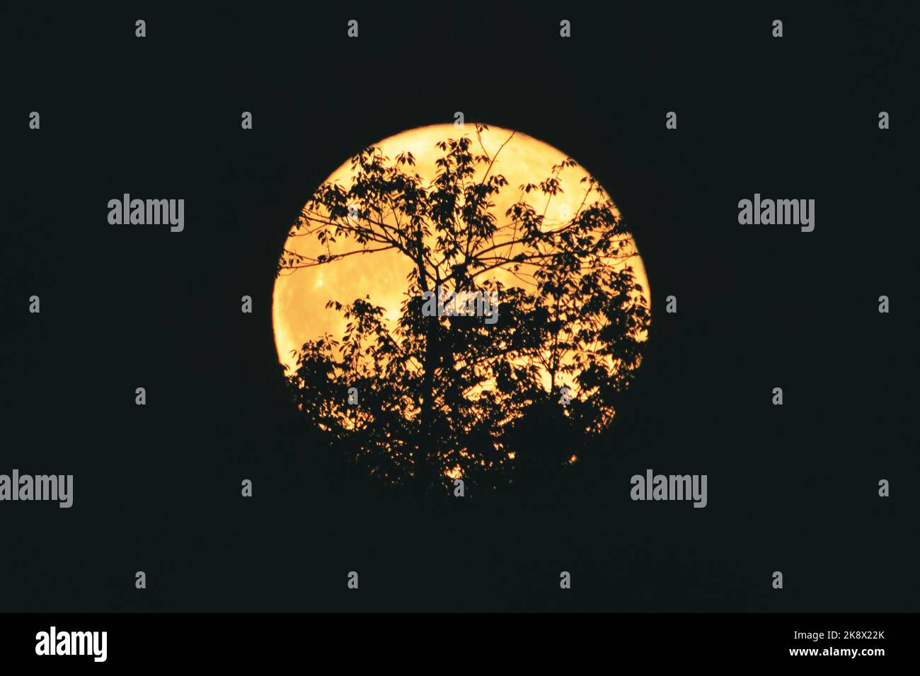 Silhouette of tree branches on full moon taken with telephoto lens ...