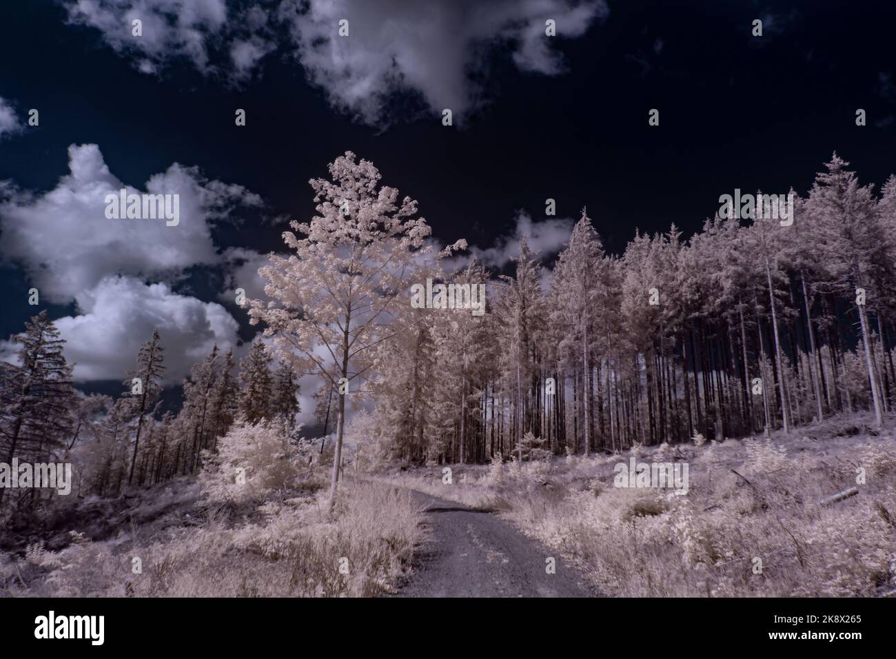Infrared 720nm landscape with glowing white vegetation, surreal ...