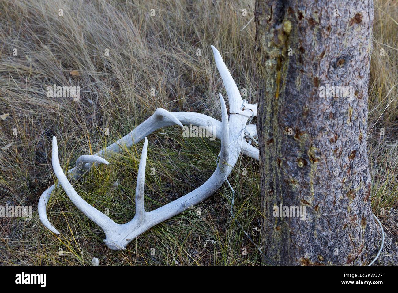 Isolated Deer Antlers Secured by Steel Cord Lying in Grass Meadow by a ...